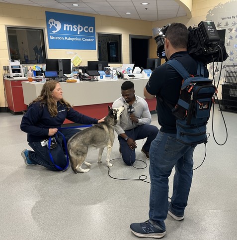 MSPCA-Angell (@MSPCAAngell@mastodon.boston) - Mastodon.Boston